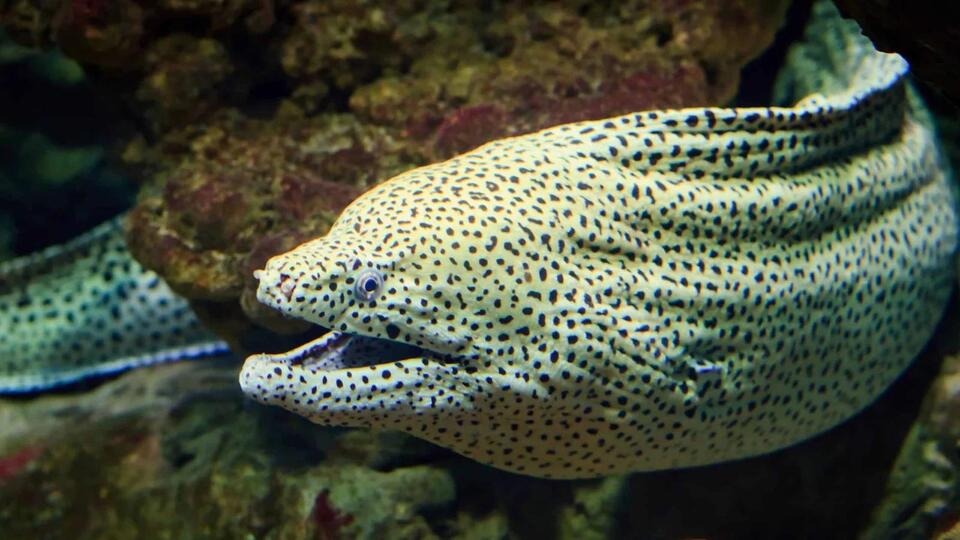 The Science of Electric Eels: How Animals Generate Electricity - NewsBreak