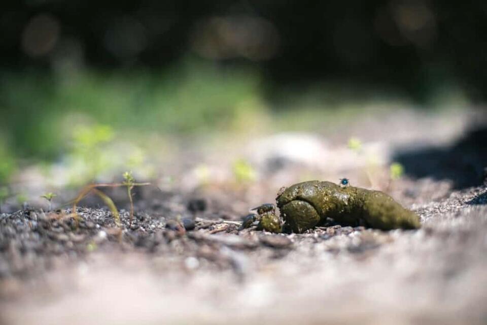 Backyard Animal Poop Identification: A Complete Guide for 2024 - NewsBreak