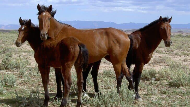 13 Animals That Symbolize American Strength and Freedom - NewsBreak