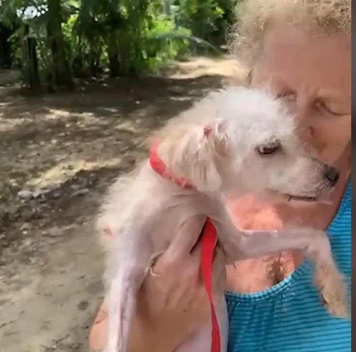 Severely Matted Dog Looks Like a New Animal After a Life-Saving Groom ...