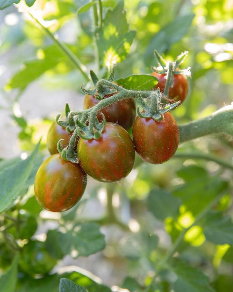 Vegetables That Practically Grow Themselves In Tennessee - NewsBreak