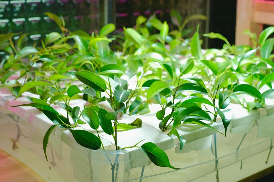 "Water Wonders: 7 Effortless Plants You Can Grow Year-Round Without ...
