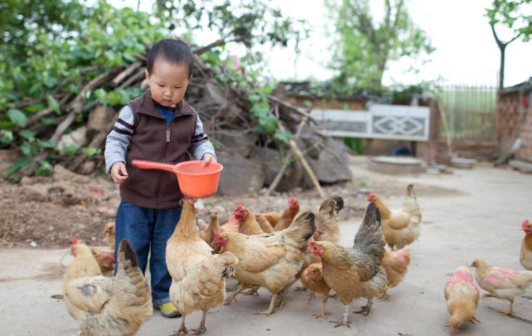 3 more H9N2 avian flu cases confirmed in China - NewsBreak