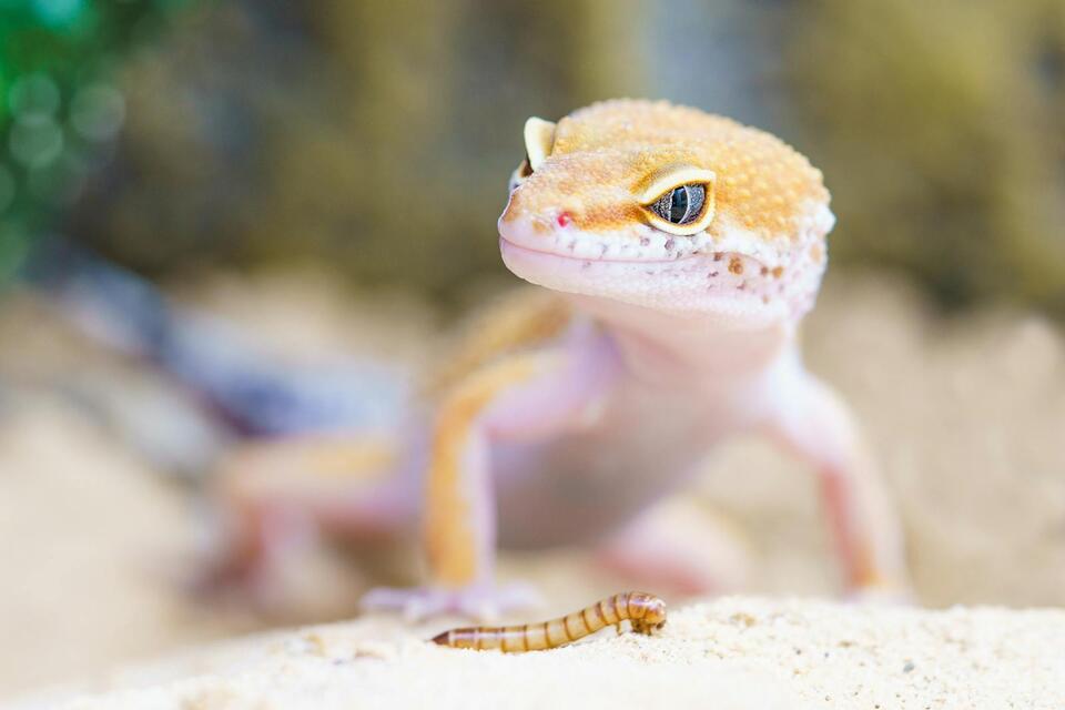 The Best Heat Lamps for Different Lizard Species - NewsBreak