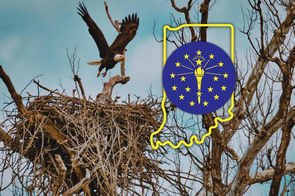 DNR Reminds Hoosiers To Protect Nesting Bald Eagles - NewsBreak
