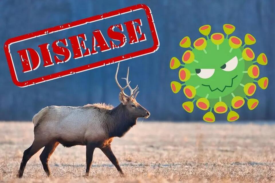 CWD in Montana: What you Need to Know and How to Help - NewsBreak