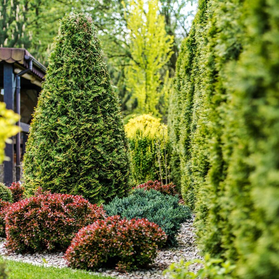 7 Fast-Growing Evergreen Trees To Quickly Transform Your Outdoor Space ...