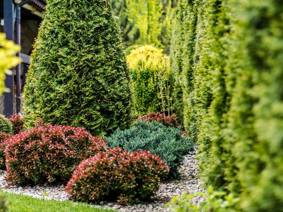7 Fast-Growing Evergreen Trees To Quickly Transform Your Outdoor Space