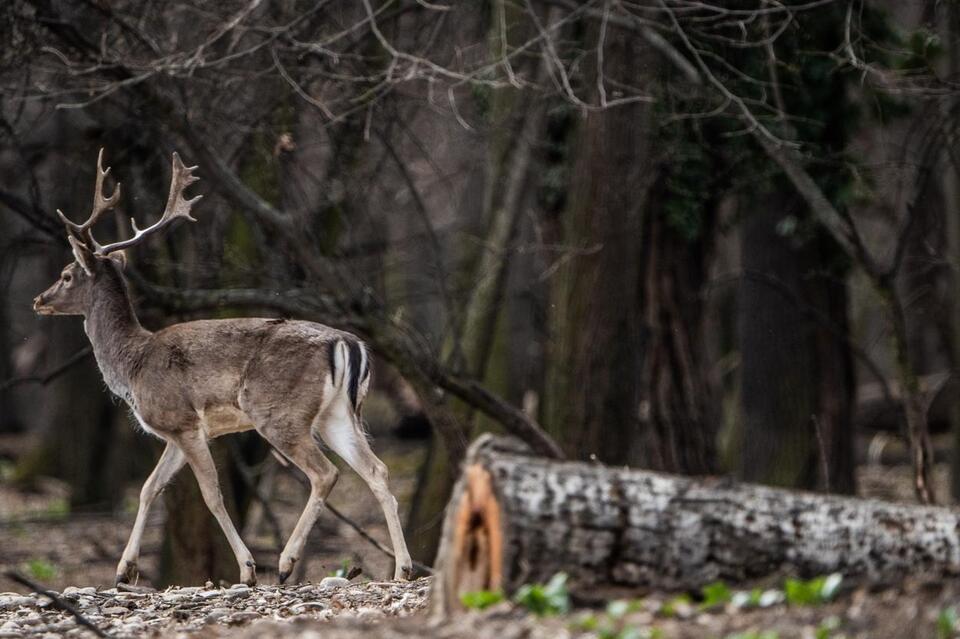 Chronic Wasting Disease Detected in Concordia Parish Deer - NewsBreak