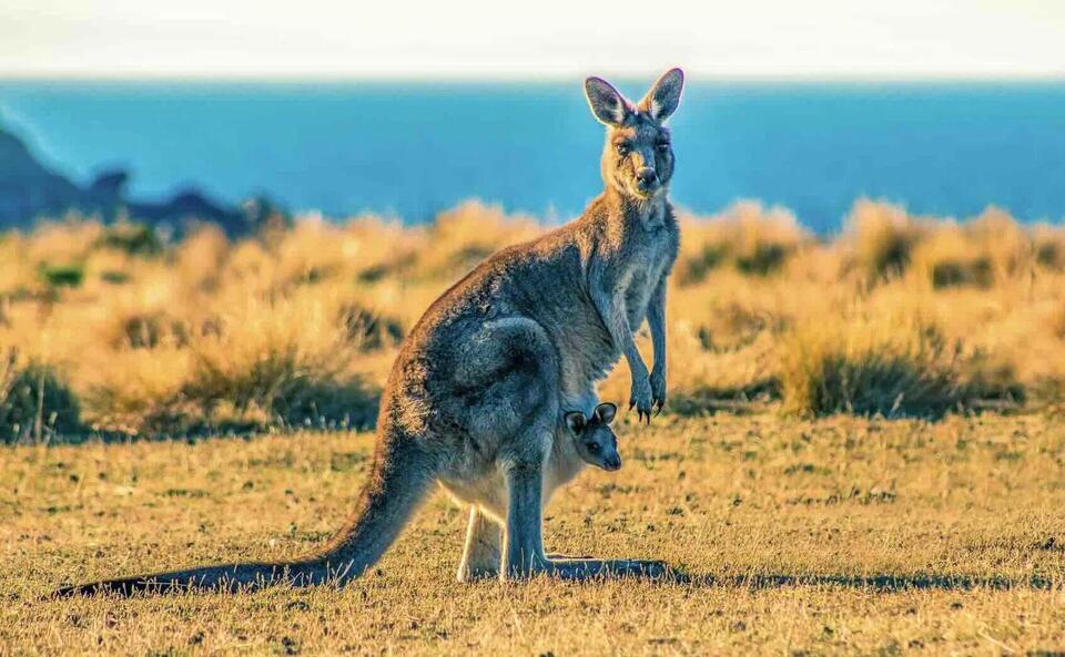 Meet the 250-Kilogram Kangaroo Super-Hoppers of Prehistoric Australia ...