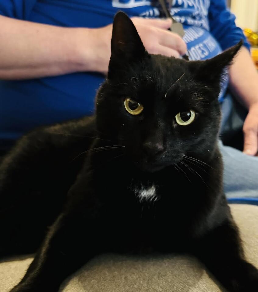Missing black cat seen in Waterside Community - NewsBreak