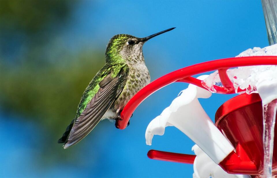 Hummingbirds are dramatically evolving in real-time thanks to humans ...