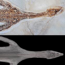 First-Ever Lariosaurus With Preserved Skin Is One Of The Most Complete ...
