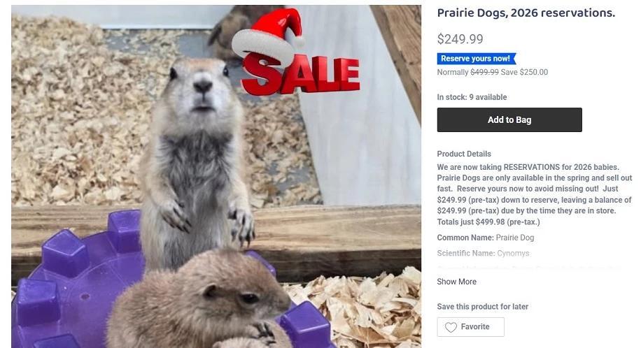 Prairie Dogs As PETS? Wyoming Doesn't Understand It - NewsBreak