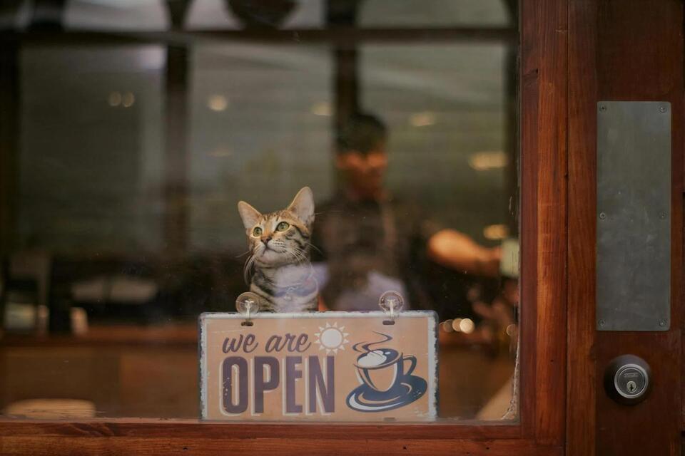 10 Cat Cafés With the Most Unique Concepts - NewsBreak