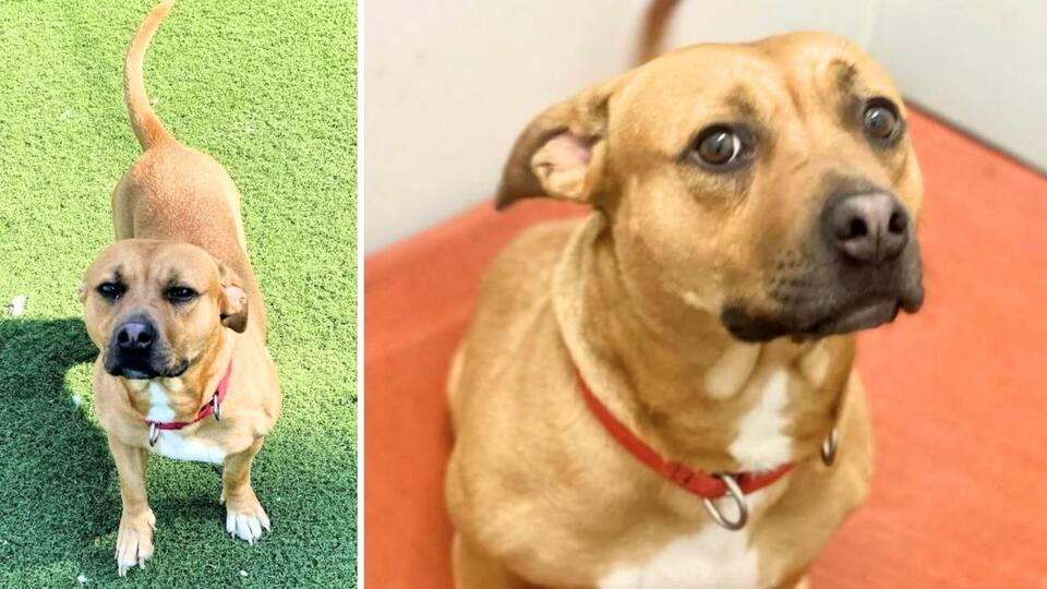 Sweet Mother Dog Who Kept Three Babies Alive While a Stray is Now ...