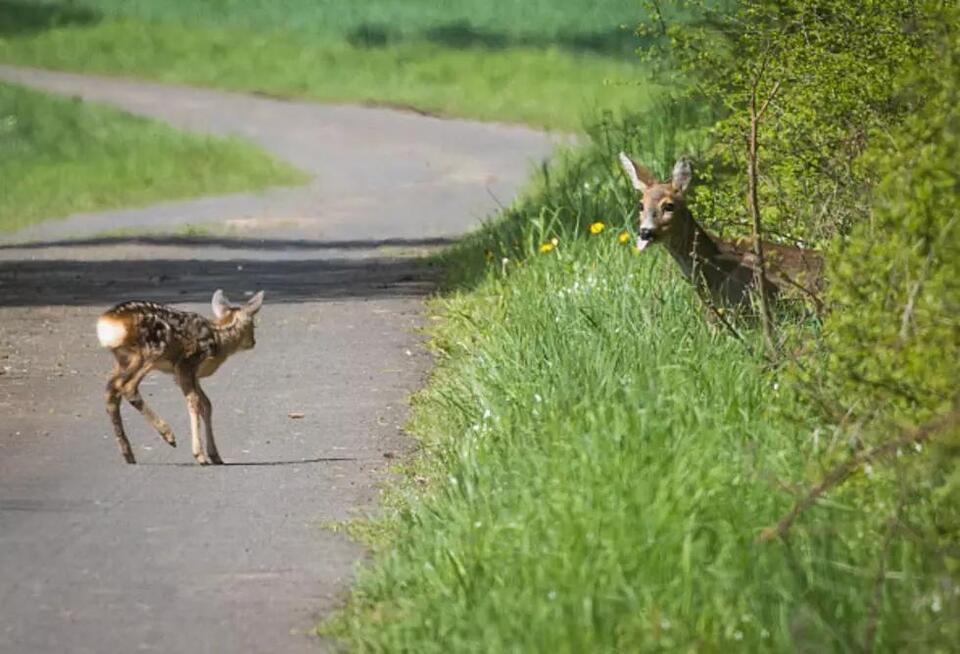 Depew, New York Deer Playing Peek-A-Boo Goes Viral - NewsBreak