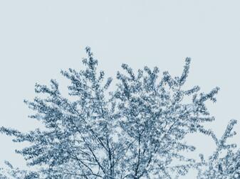 Waycross Daily Weather Forecast