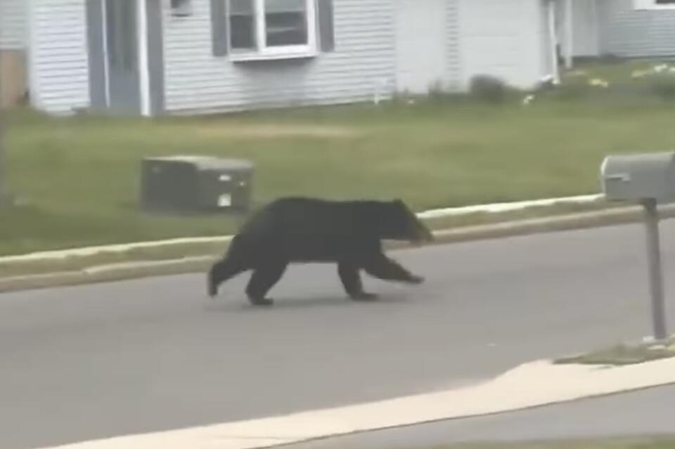 Black Bear Caught Running Through New Jersey Neighborhood - NewsBreak