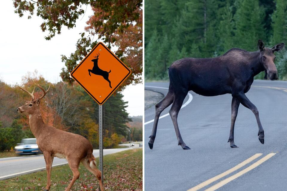 Deer Season? Now It’s Moose You Need To Watch For - NewsBreak