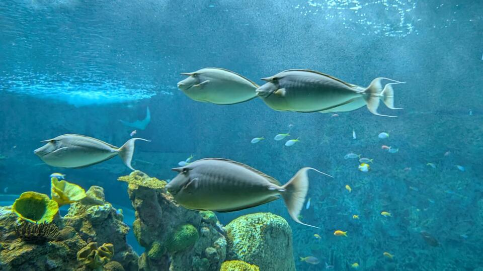 A Look Inside the Seattle Aquarium’s New Ocean Pavilion - NewsBreak