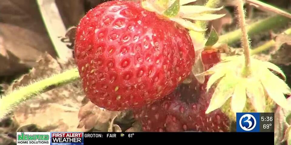 Lyman Orchards open for ‘pick your own’ strawberry season - NewsBreak
