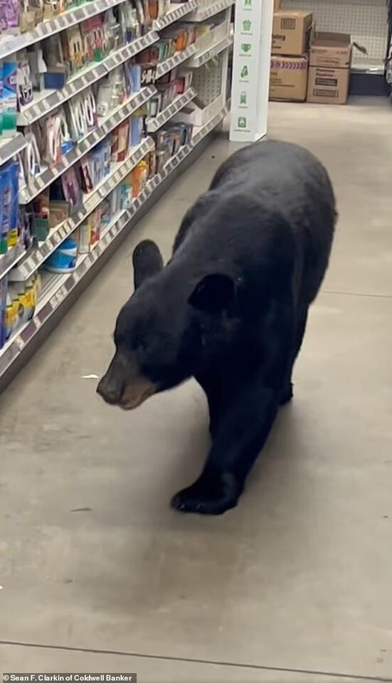 Shocking moment giant black bear strutted aisles of Dollar General ...