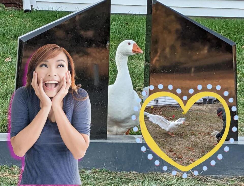 An Iowa Goose Will Restore Your Faith In Love - NewsBreak