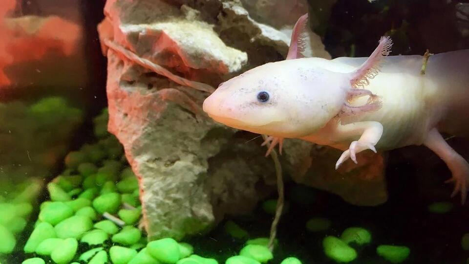 10 Animals That Defy Evolution, Possessing Traits Scientists Can’t ...