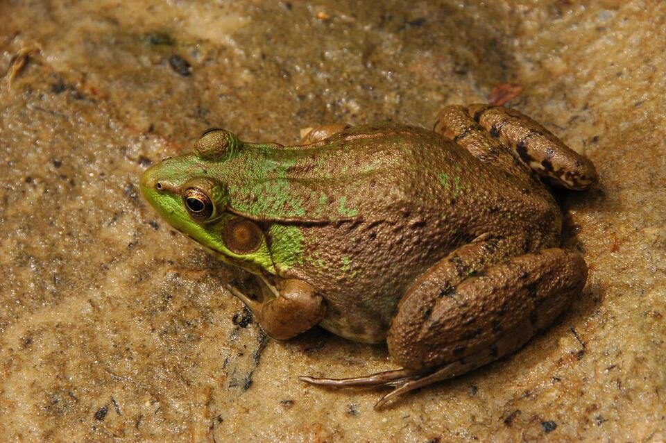 Some German Frogs Scream Loudly When Touched, Just for Drama - NewsBreak