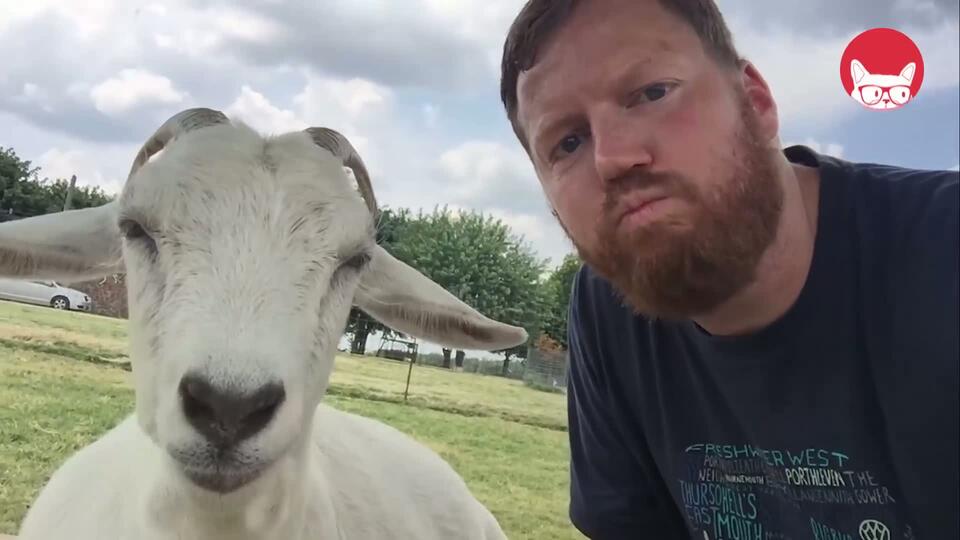 Greatest GOATS of All Time - NewsBreak