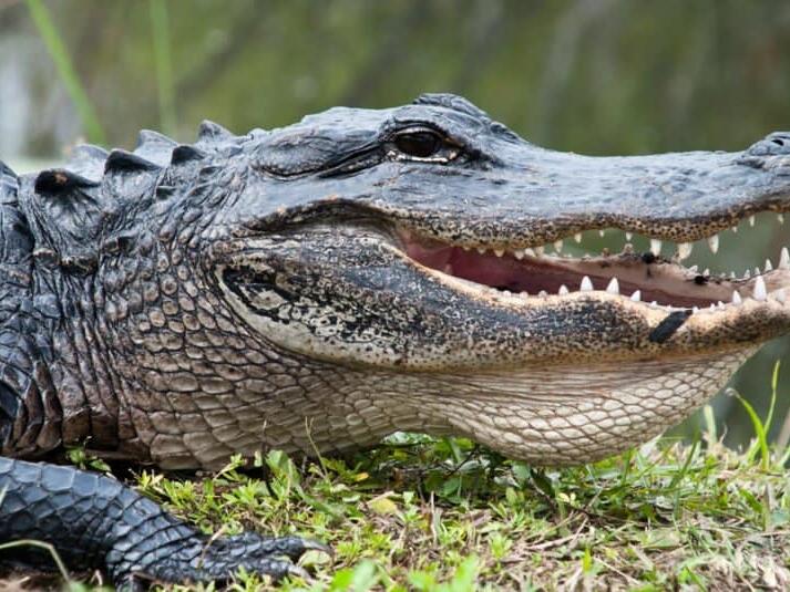 Do Alligators Live in Saltwater or Freshwater?