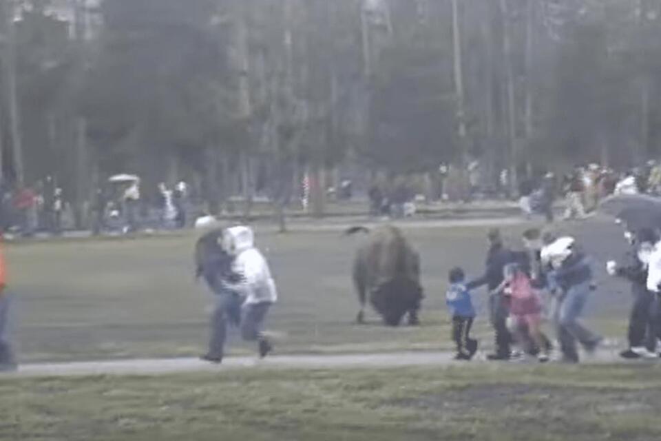 Rambunctious Bison Sends People Fleeing From Old Faithful In Vintage ...