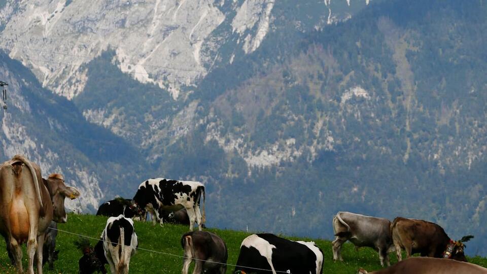 Walker, 85, Dies in Cow Herd Horror Taking Stroll With Wife - NewsBreak