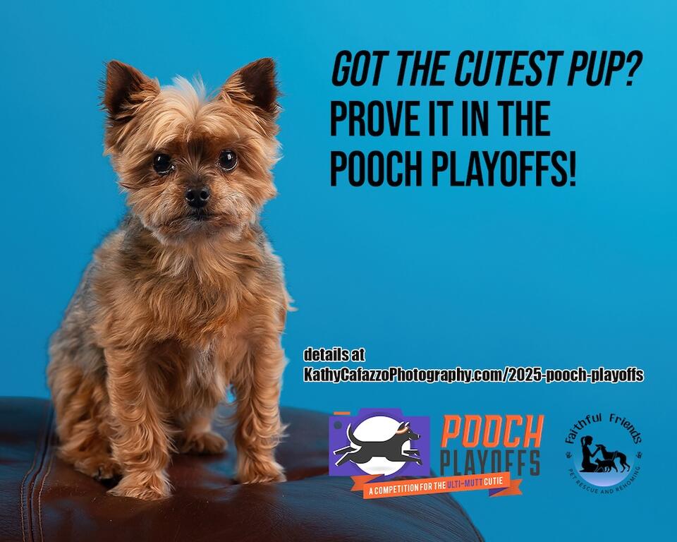 Local photographer unleashes Pooch Playoffs national competition and ...