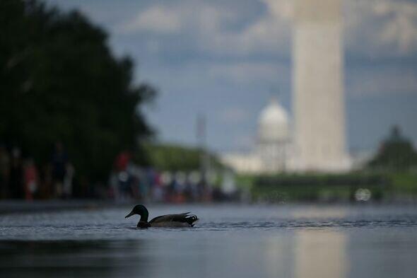 Former Olympian accused of vandalizing DC's Reflecting Pool after $14M ...