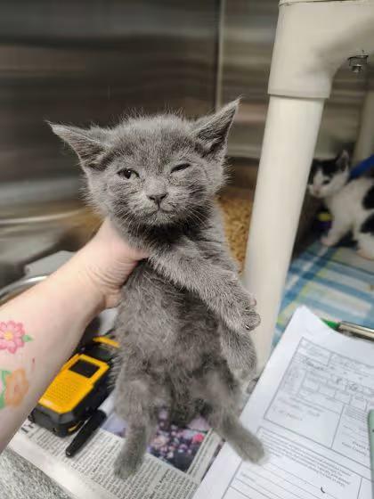 🐱 Playful Kittens and Young Cats Ready for Adoption in Florence - NewsBreak