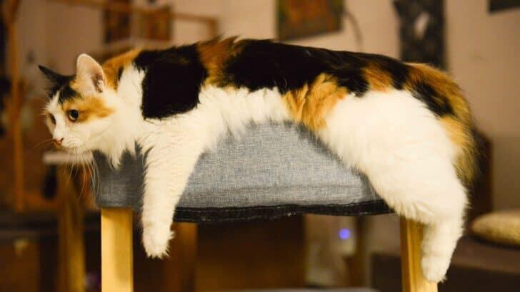 13 Most Affectionate Cat Breeds in the World - NewsBreak