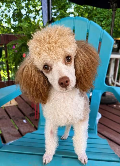 🐶 Poodles and Poodle Mixes Ready for Adoption Near Spartanburg - NewsBreak