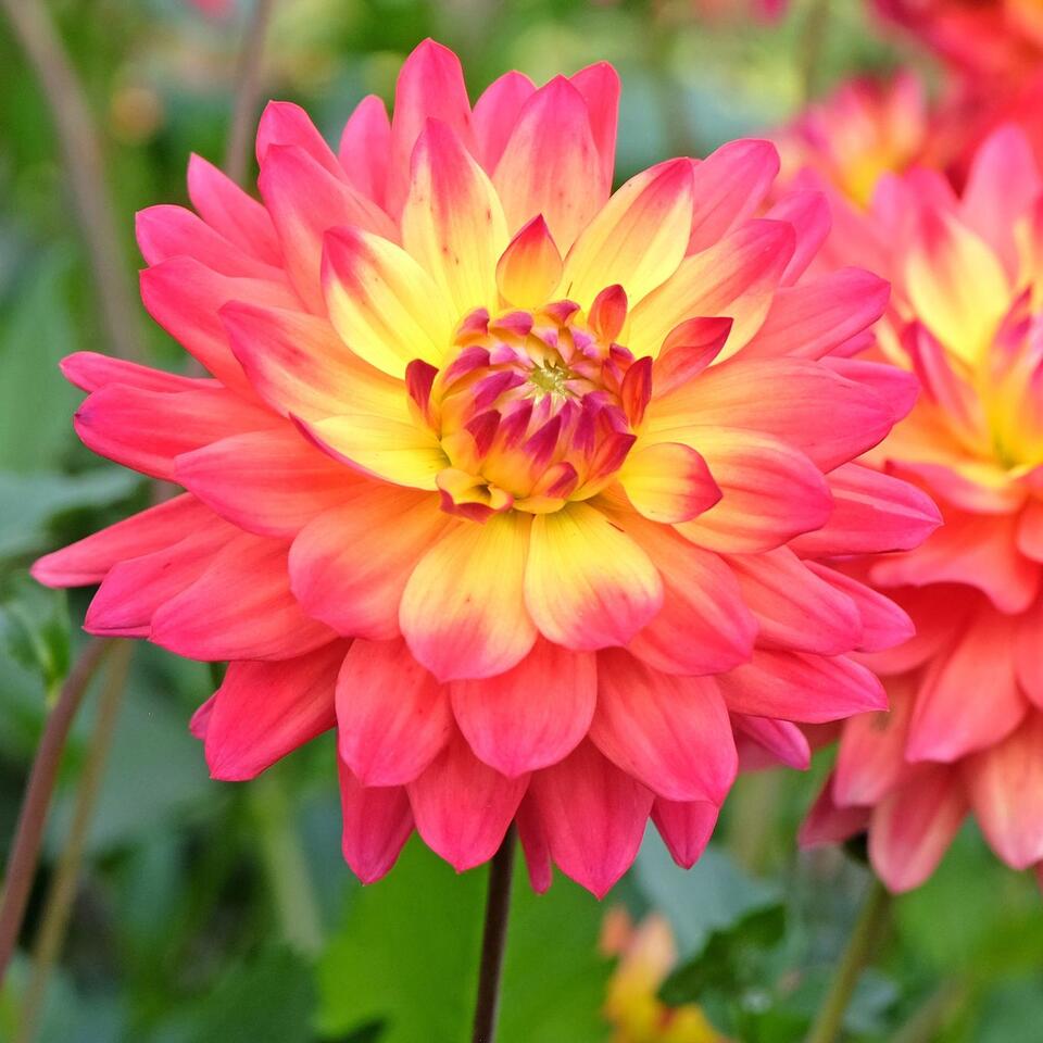 How To Keep Dahlias Flowering For Longer – Start Now With These Pro ...