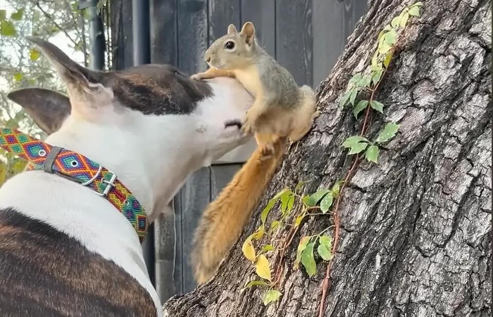A family and Dog’s Gentle Love Turns a Rescued Baby Squirrel Into a ...