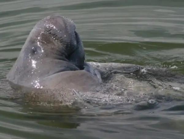 State Of Florida, Environmental Group Battle In Manatees Case - NewsBreak