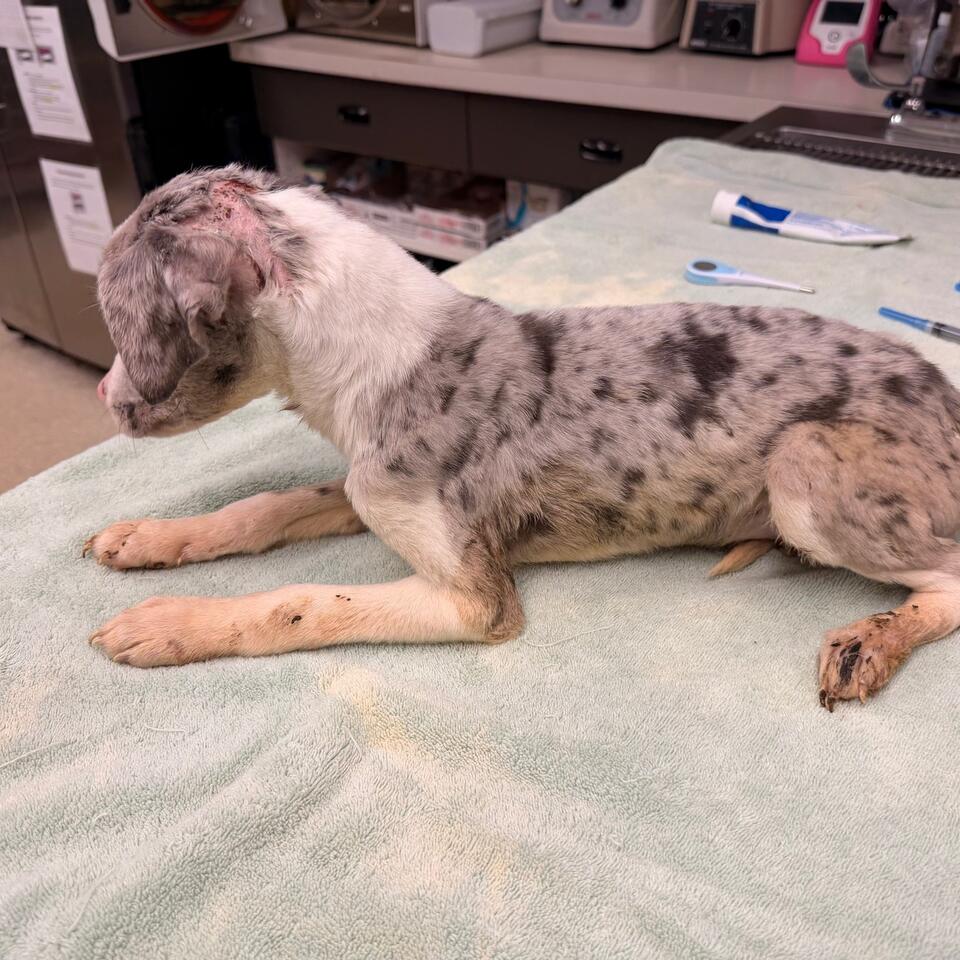 Rescued: Pint-sized emaciated puppy ‘Petey’ unable to use back legs ...