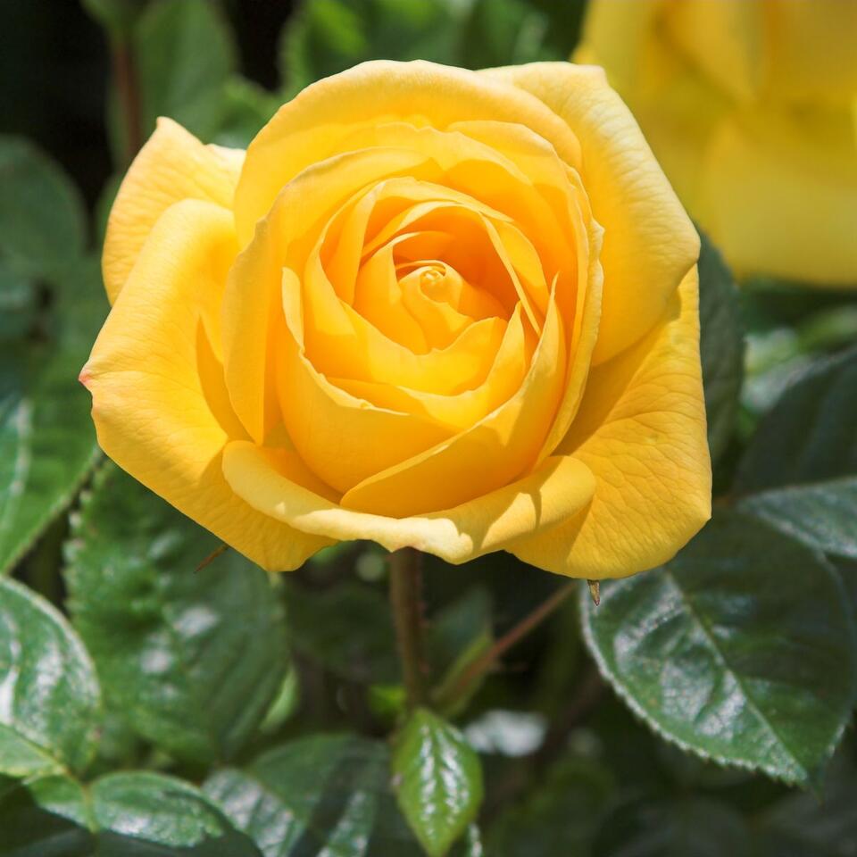 What Do Yellow Roses Symbolize? Learn Their True Meaning - NewsBreak