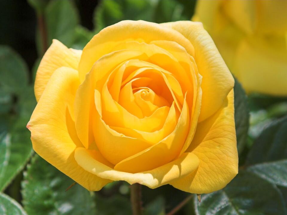 What Do Yellow Roses Symbolize? Learn Their True Meaning