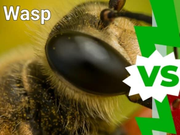 Wasp vs Yellow Jacket: 5 Key Differences Explained