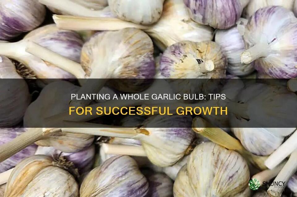 Planting A Whole Garlic Bulb: Tips For Successful Growth - NewsBreak