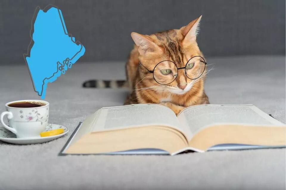 This Maine ‘Cat Lab’ Wants to Know How Smart Your Cat Actually is ...