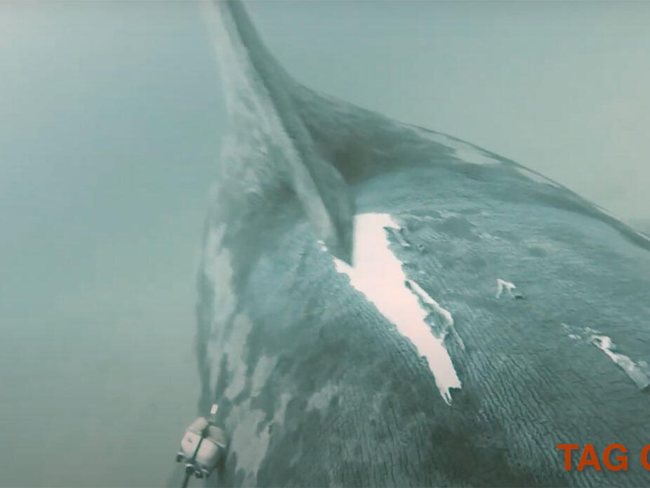First-Ever Footage of Basking Shark Hit by Boat Caught on Camera