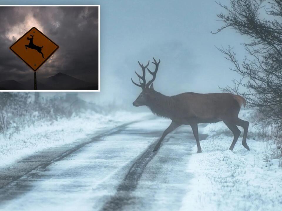 ‘Zombie deer disease’ concerns scientists over possible spread to humans